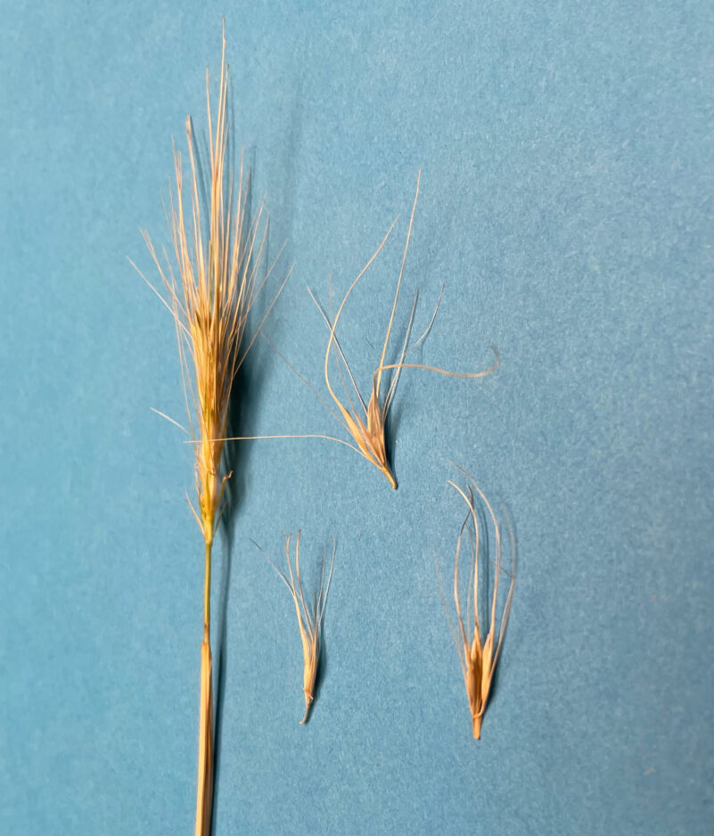 Garden Help Desk: Timing critical in controlling growth of foxtails ...